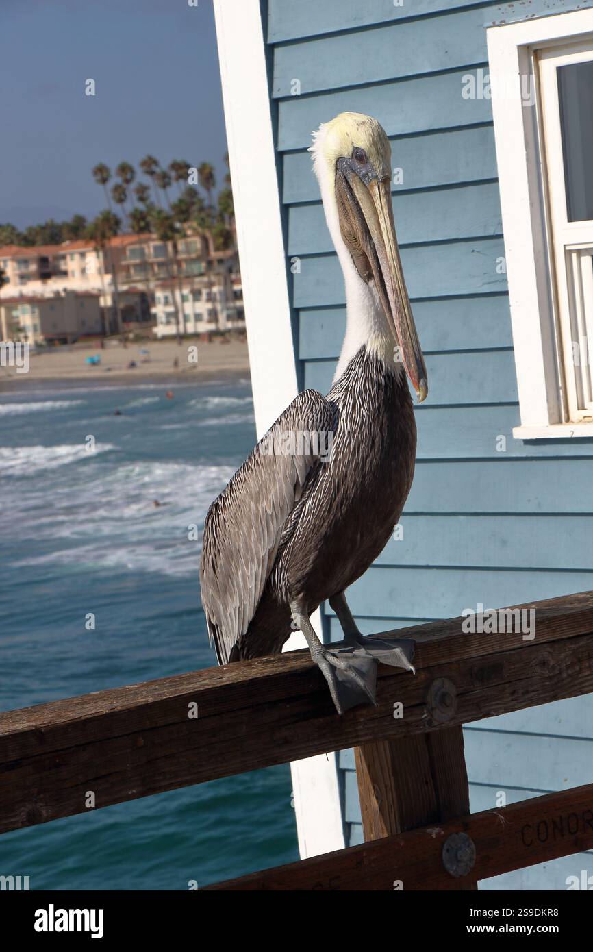 Golden hour at oceanside pier hi-res stock photography and images - Alamy