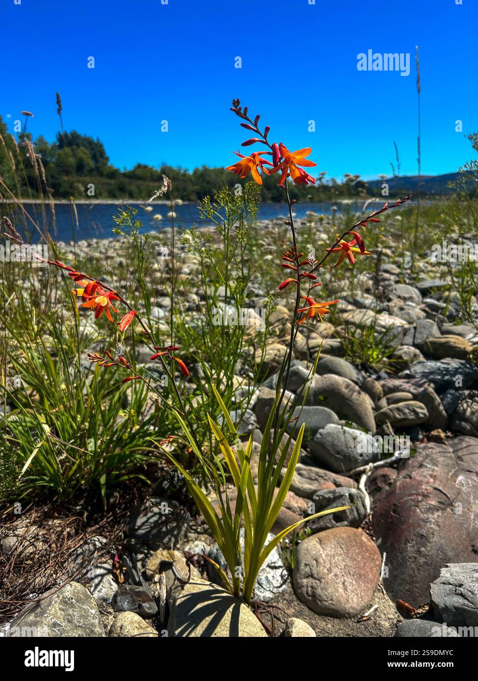 Vibrant wildflowers growing among river rocks under a clear blue sky. A ...