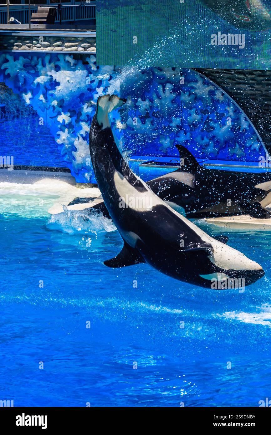 Orca jumping out of water in wild hi-res stock photography and images ...