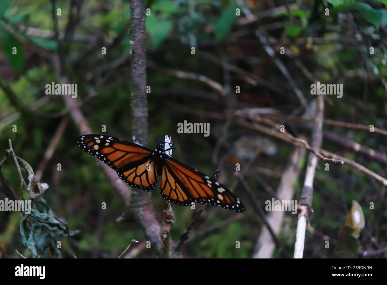A monarch butterfly is seen on a branch of the oyamel forests of Piedra ...