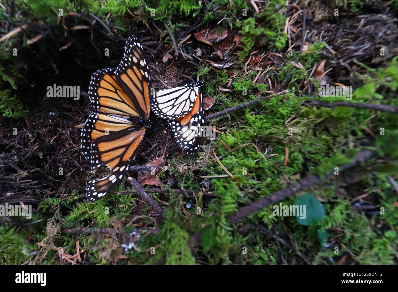 A monarch butterfly is seen on a branch of the oyamel forests of Piedra ...