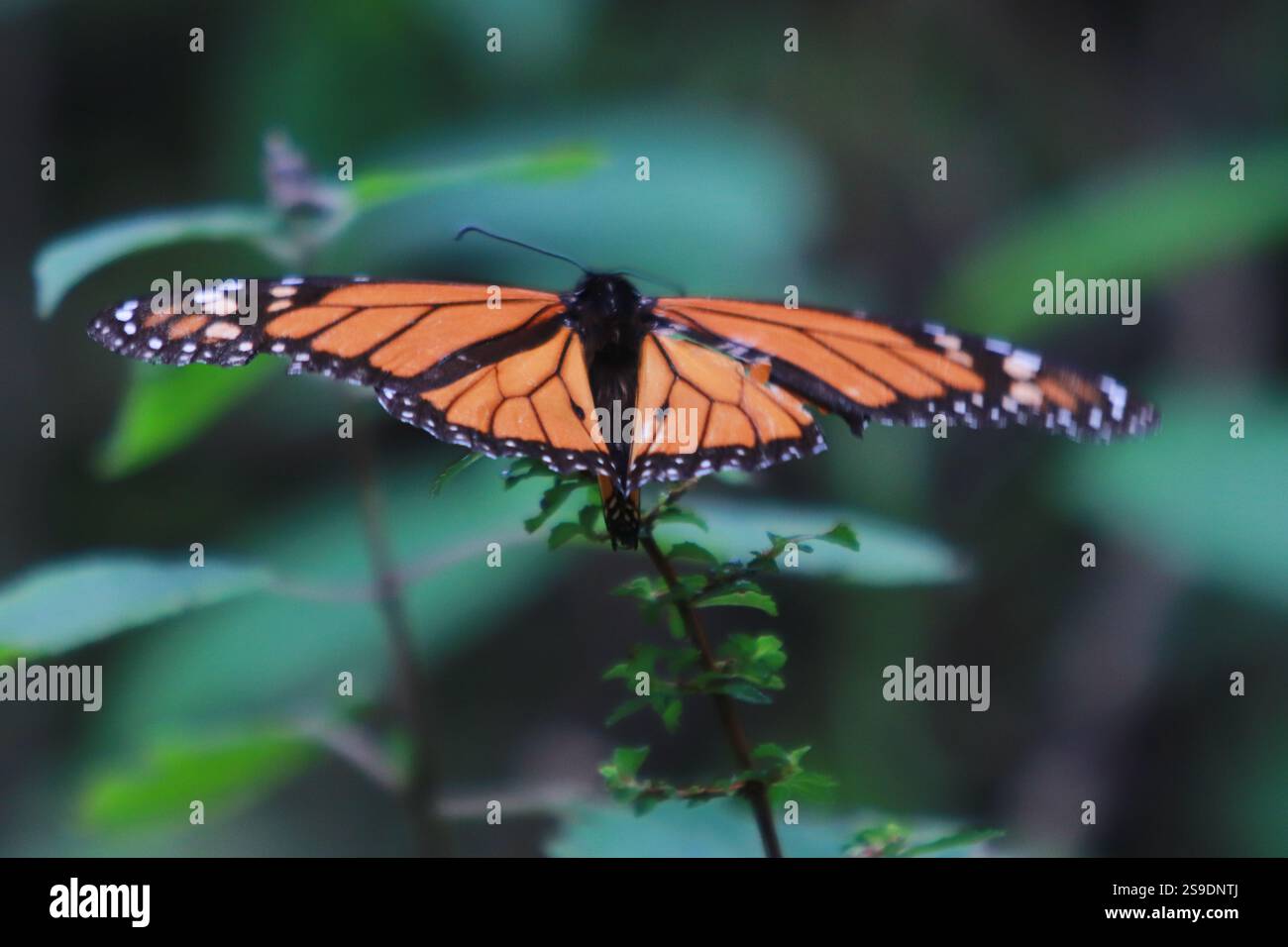 A monarch butterfly is seen on a branch of the oyamel forests of Piedra ...