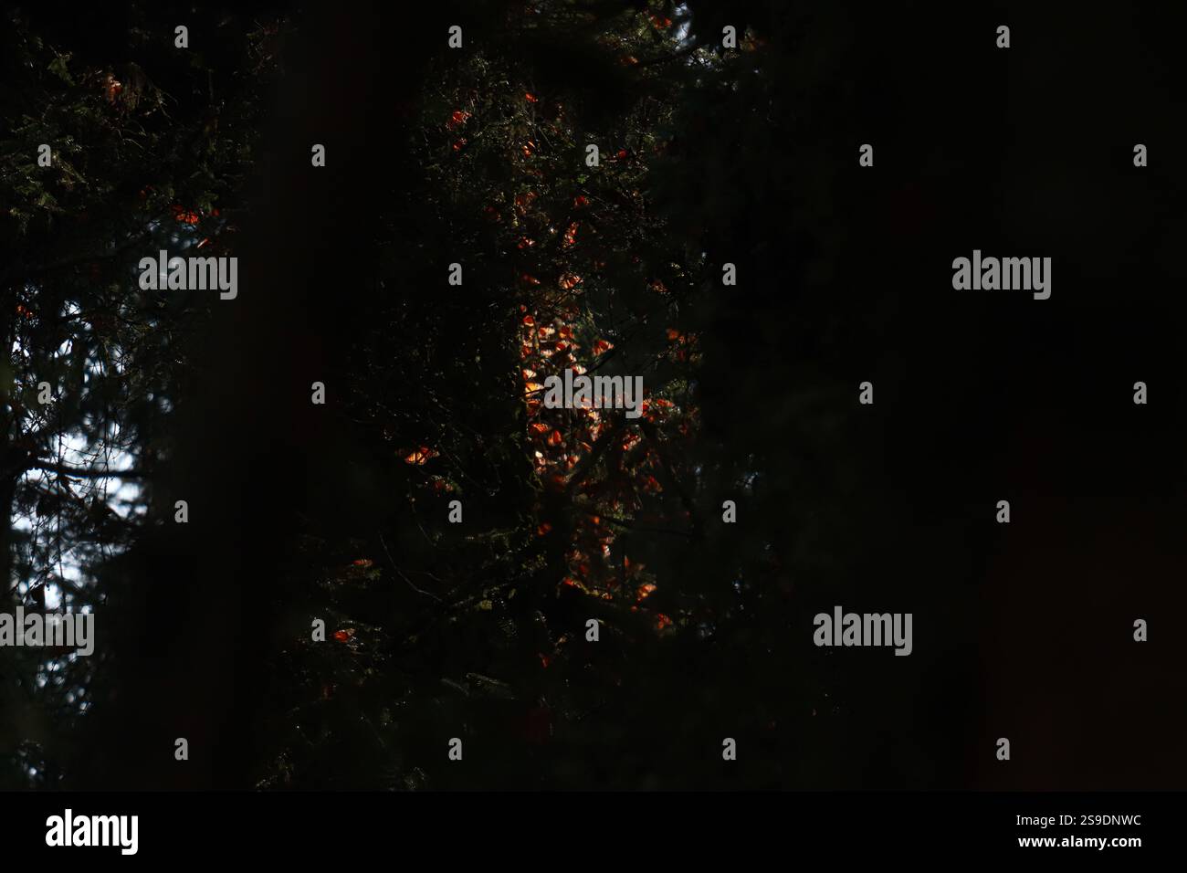 Monarch butterflies on oyamel trees of Piedra Herrada, one of the ...