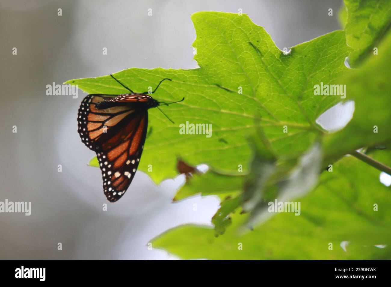 A monarch butterfly is seen on a branch of the oyamel forests of Piedra ...