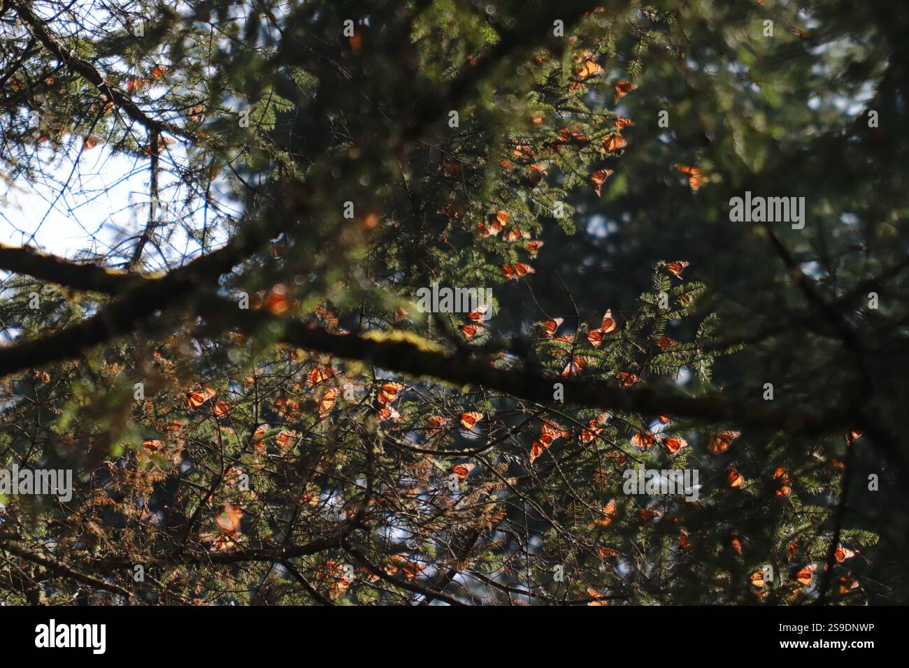 Monarch butterflies on oyamel trees of Piedra Herrada, one of the ...