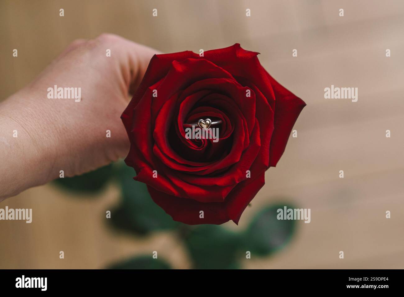 Romantic gesture with a red rose and engagement ring Stock Photo - Alamy