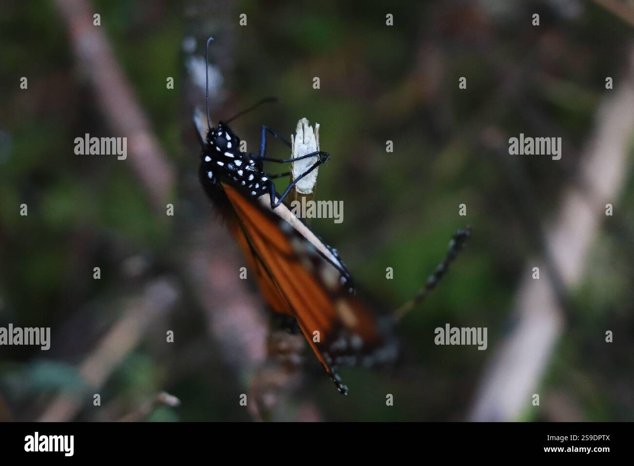 A monarch butterfly is seen on a branch of the oyamel forests of Piedra ...