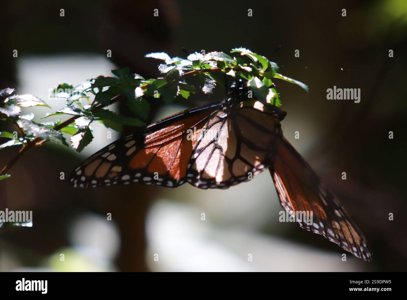 A monarch butterfly is seen on a branch of the oyamel forests of Piedra ...