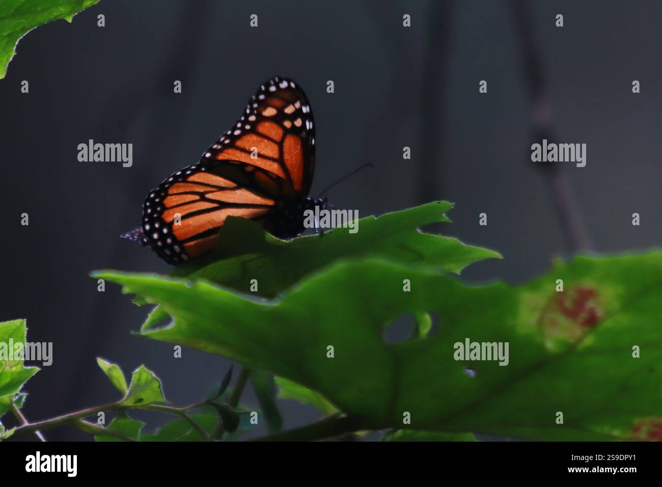 A monarch butterfly is seen on a branch of the oyamel forests of Piedra ...