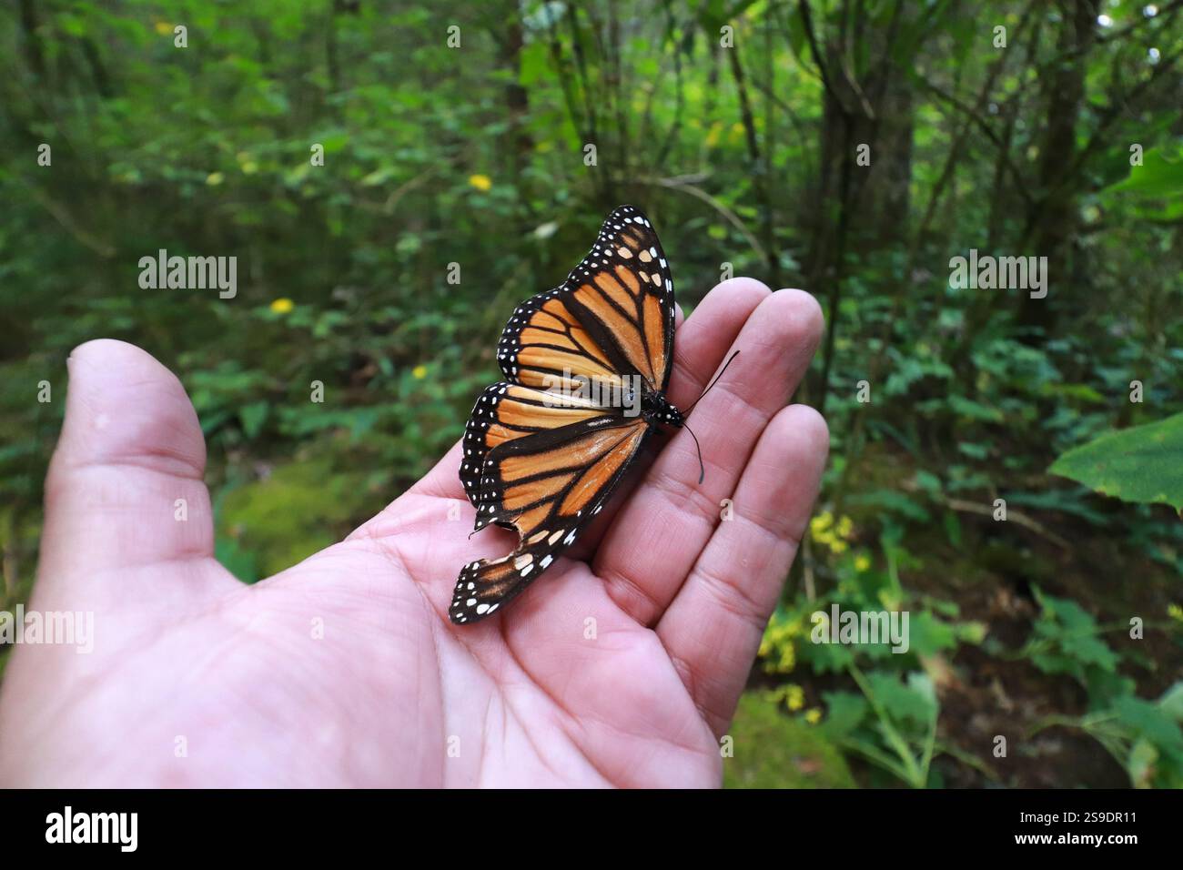 A monarch butterfly is seen on a person's hand in the oyamel forests of ...