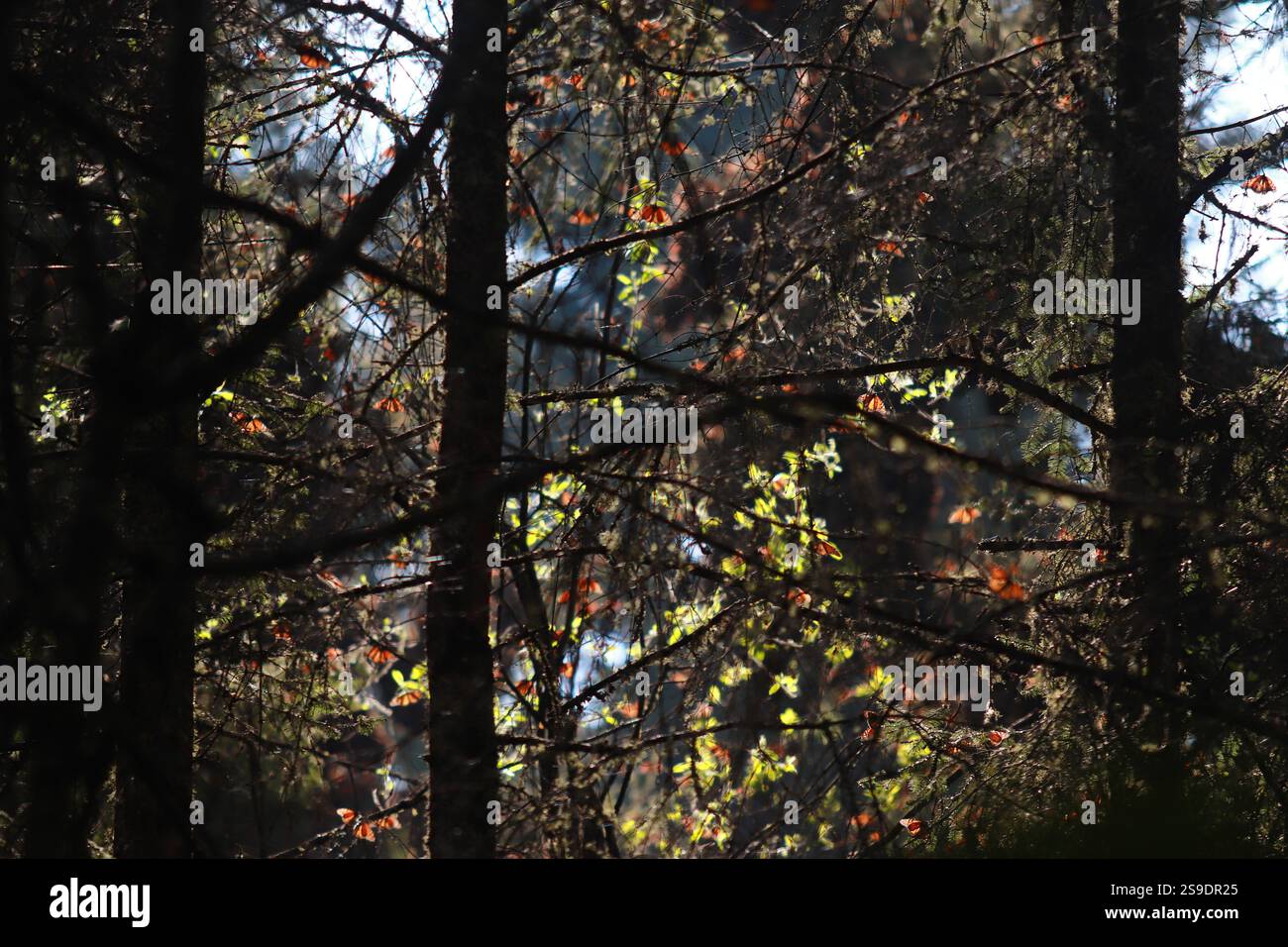 Monarch butterflies on oyamel trees of Piedra Herrada, one of the ...