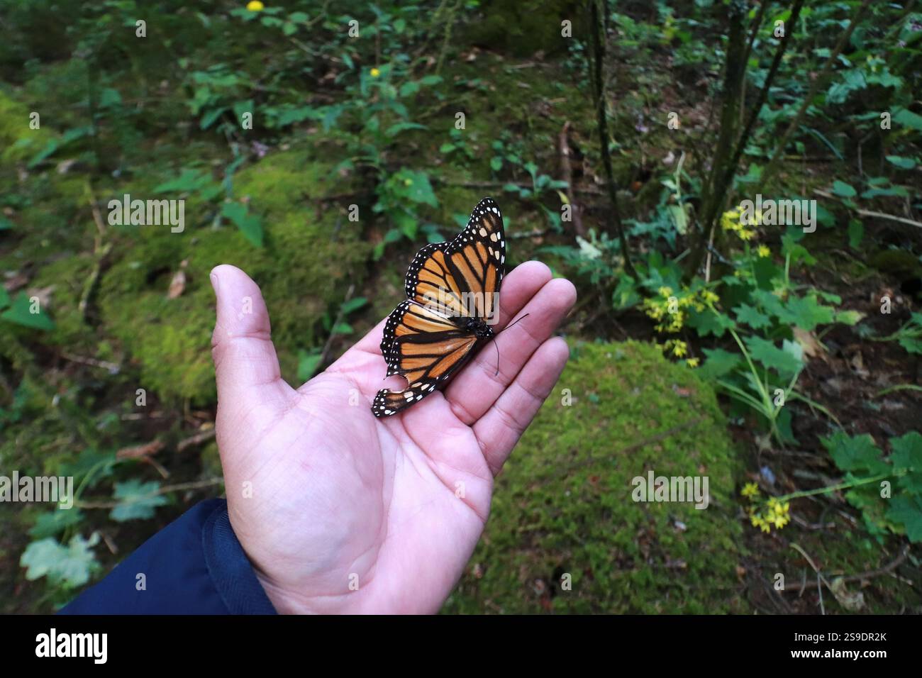 A monarch butterfly is seen on a person's hand in the oyamel forests of ...