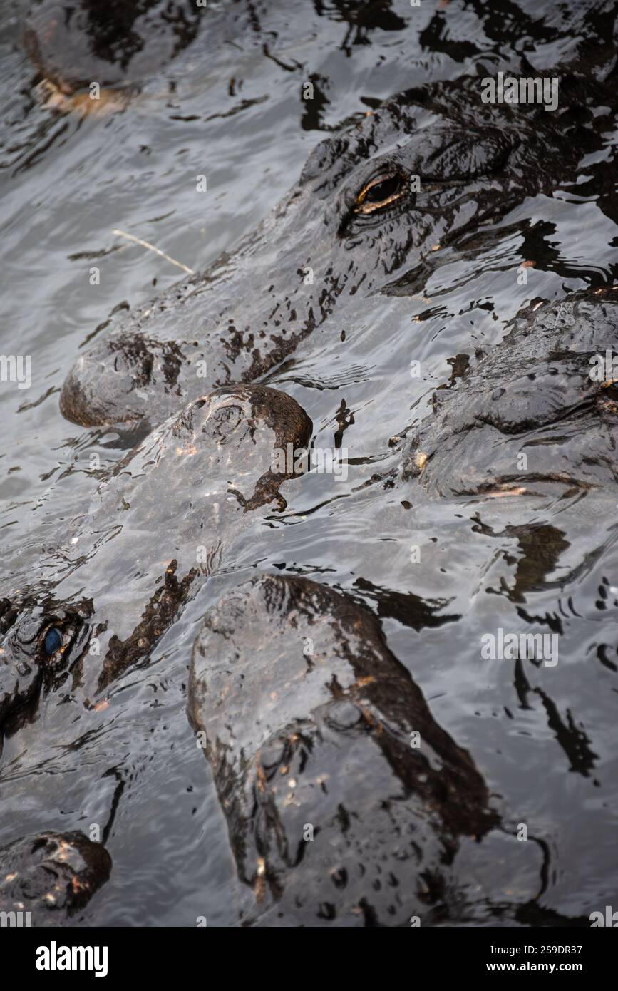 A tight congregation of alligators (Alligator mississippiensis) in dark ...