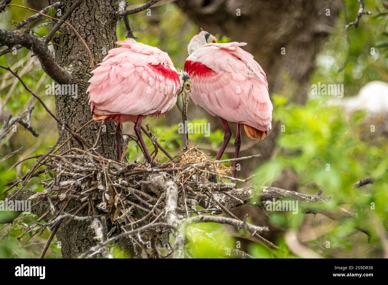 Nesting roseate spoonbills (Platalea ajaja) in a wild wading bird ...