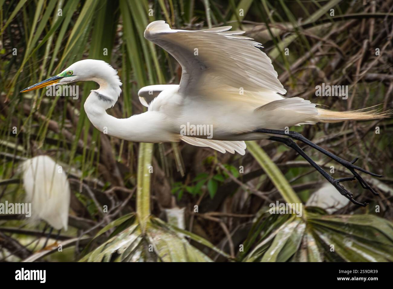 Elegant great egret (Ardea alba) in flight with breeding plumage and ...