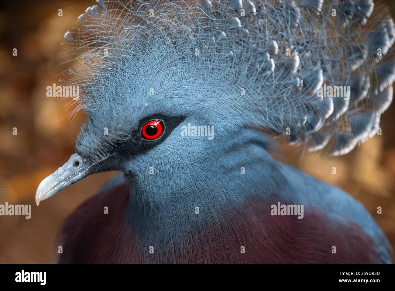 Victoria crowned pigeon (Goura victoria) with elegant blue lace-like ...