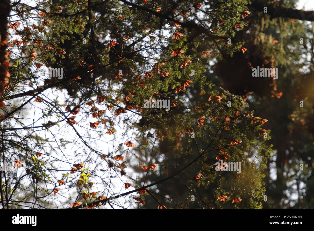 Monarch butterflies on oyamel trees of Piedra Herrada, one of the ...