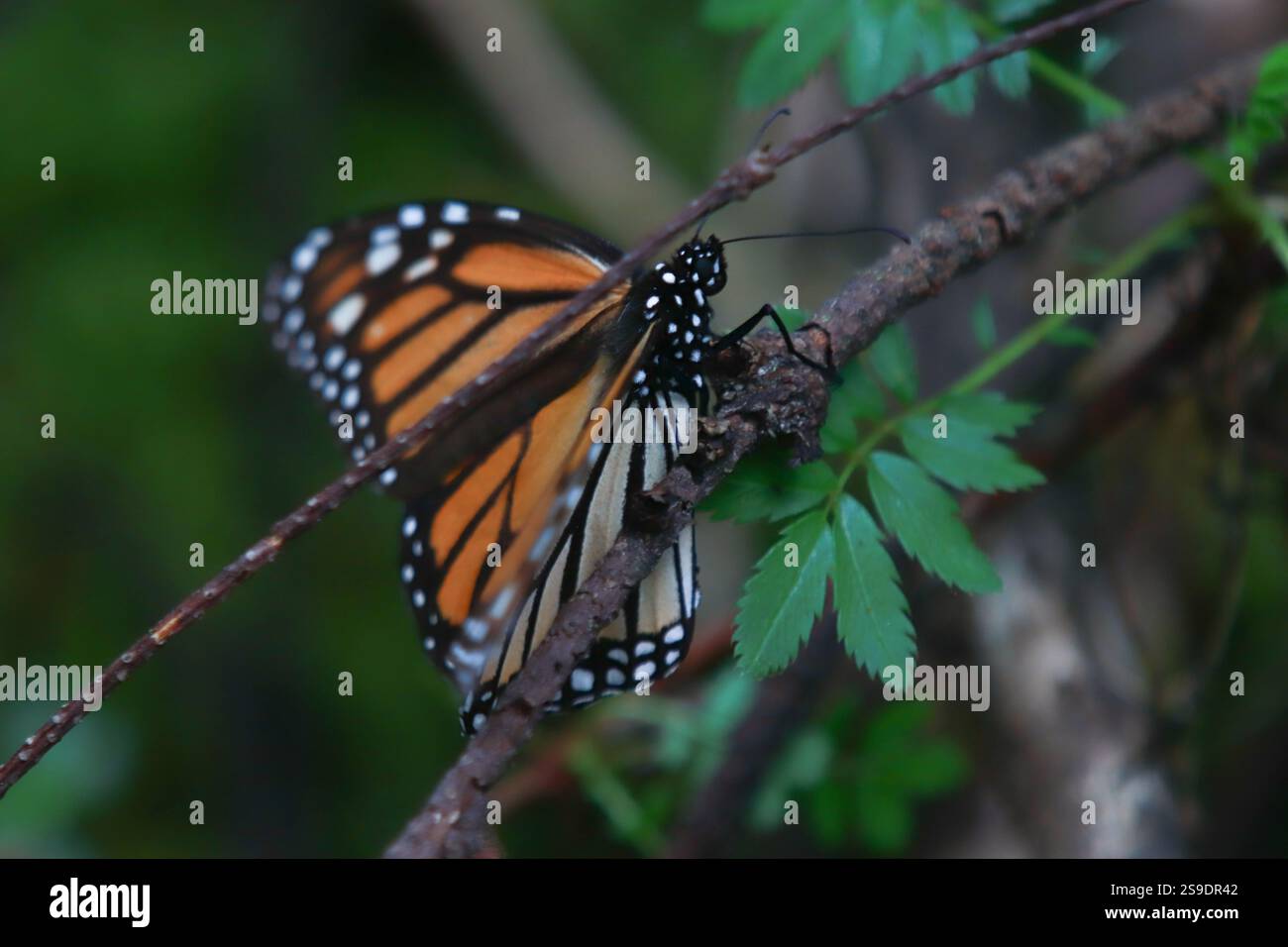 A monarch butterfly is seen on a branch of the oyamel forests of Piedra ...