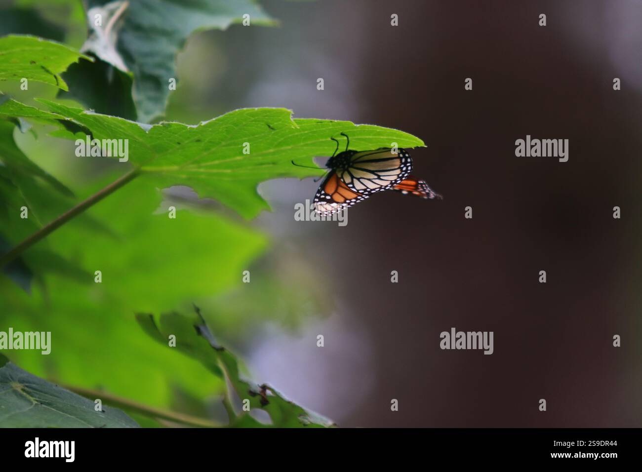 A monarch butterfly is seen on a branch of the oyamel forests of Piedra ...