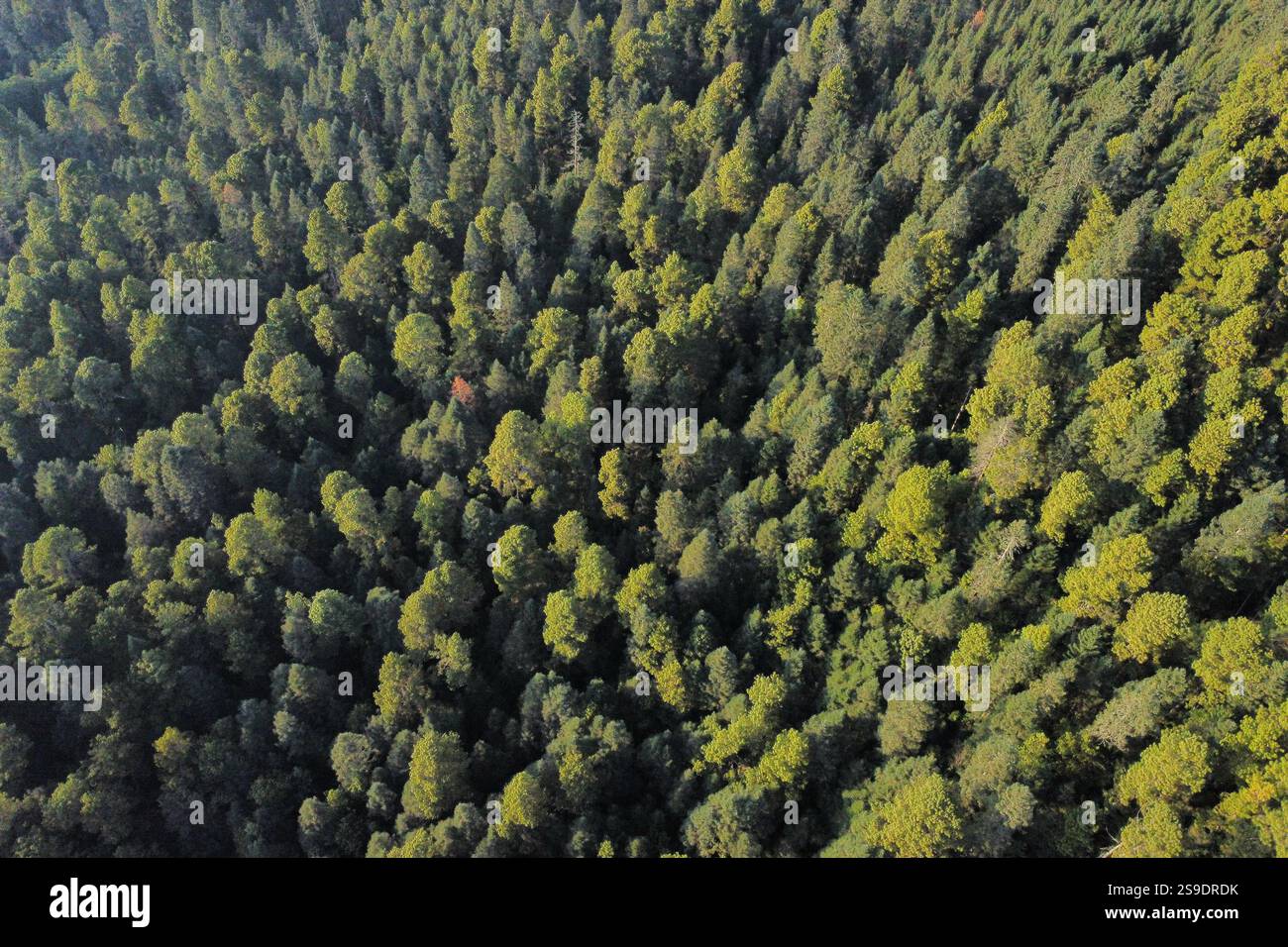 Aerial view of the oyamel forests of Piedra Herrada, one of the ...
