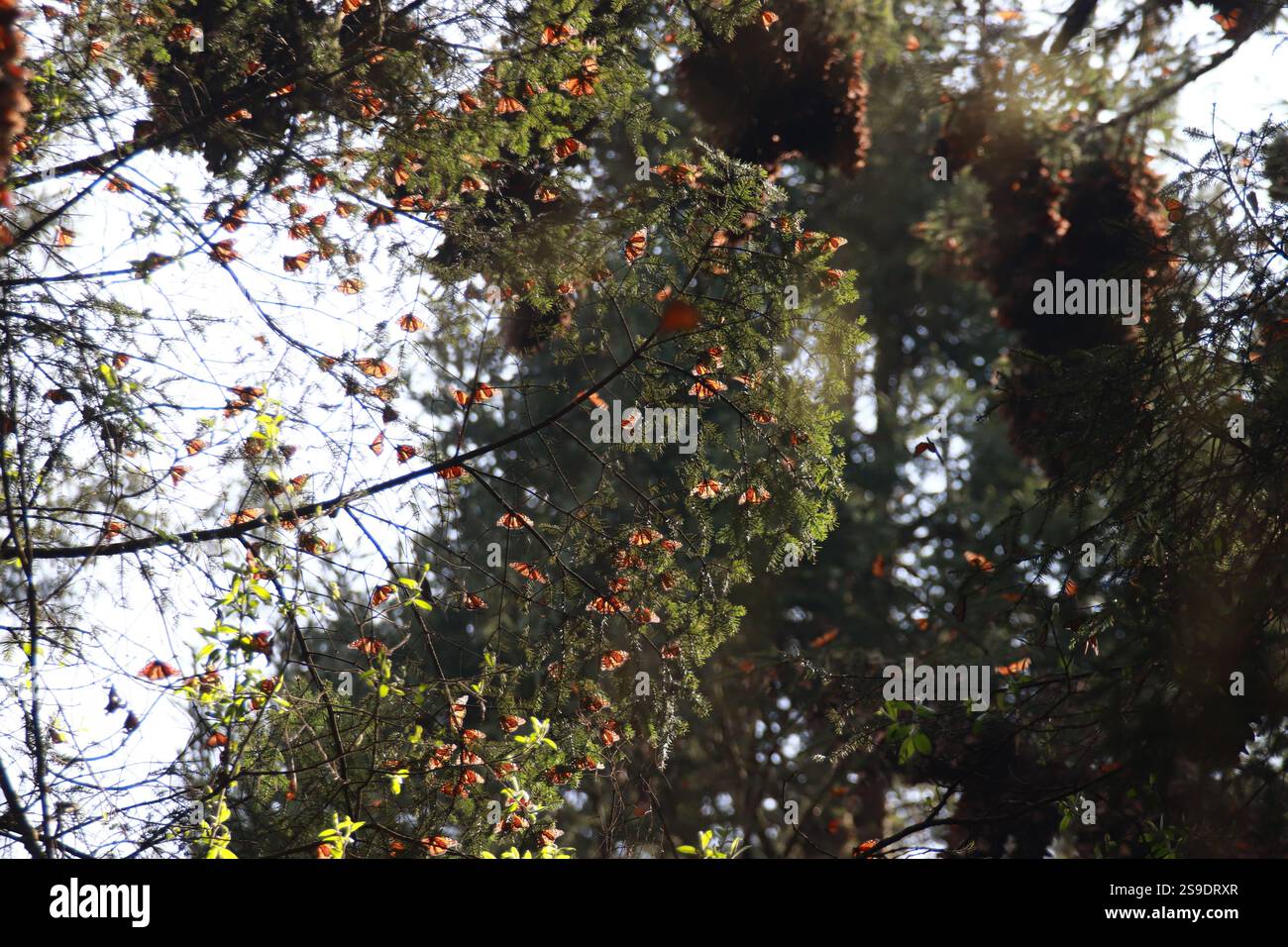 Monarch butterflies on oyamel trees of Piedra Herrada, one of the ...