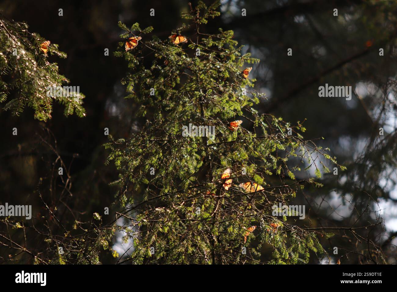 Monarch butterflies on oyamel trees of Piedra Herrada, one of the ...
