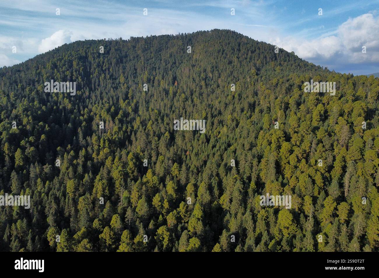 Aerial view of the oyamel forests of Piedra Herrada, one of the ...