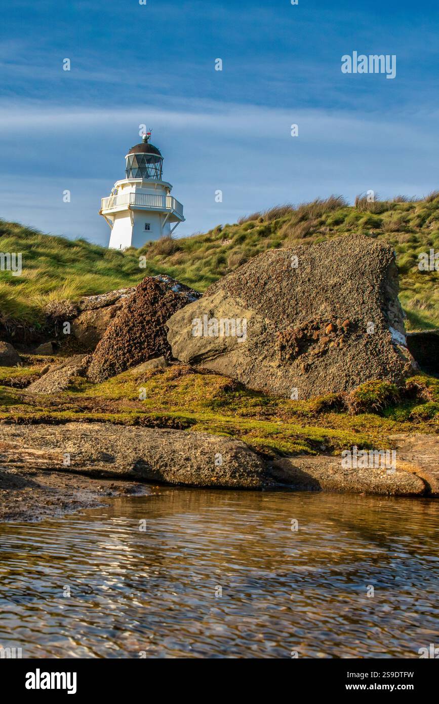 The iconic Waipapa Point Lighthouse emerging above the tussock covered ...