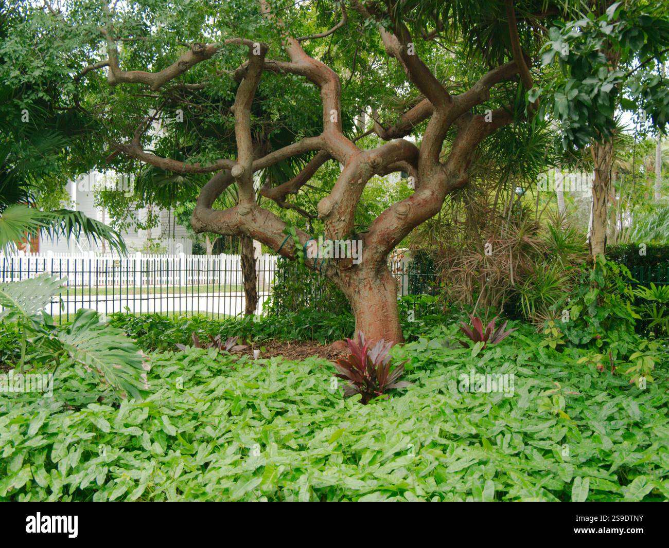 Gumbo limbo tree hi-res stock photography and images - Alamy