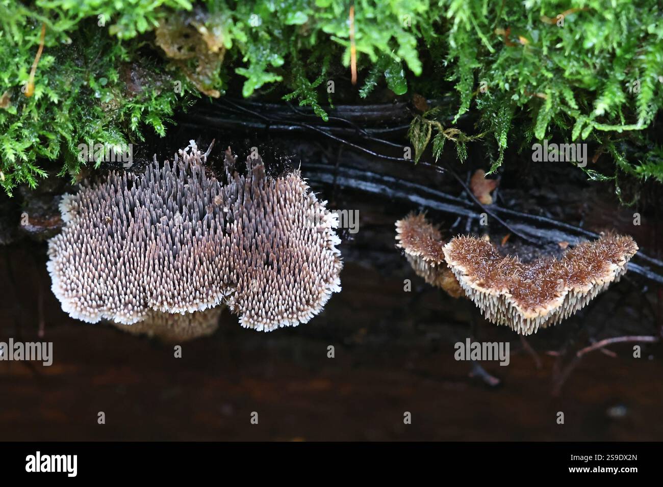 Gloiodon strigosus, rare tooth fungus from Finland, no common English ...