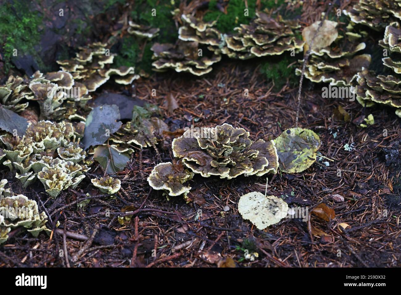 Hydnellum geogenium, a tooth fungus from Finland, no common English ...