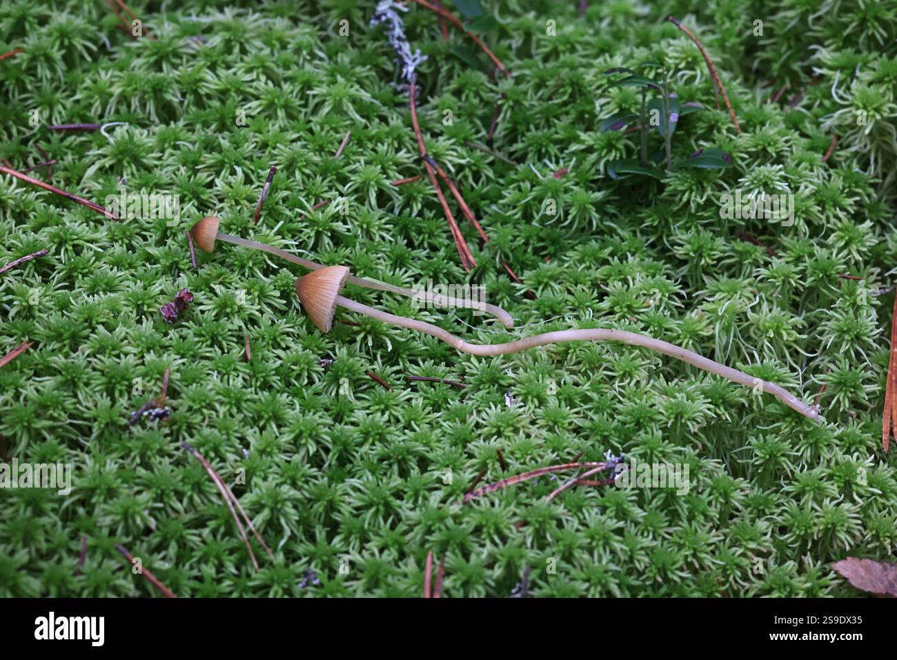 Hypholoma udum, commonly known as peat brownie, mushroom from Finland ...