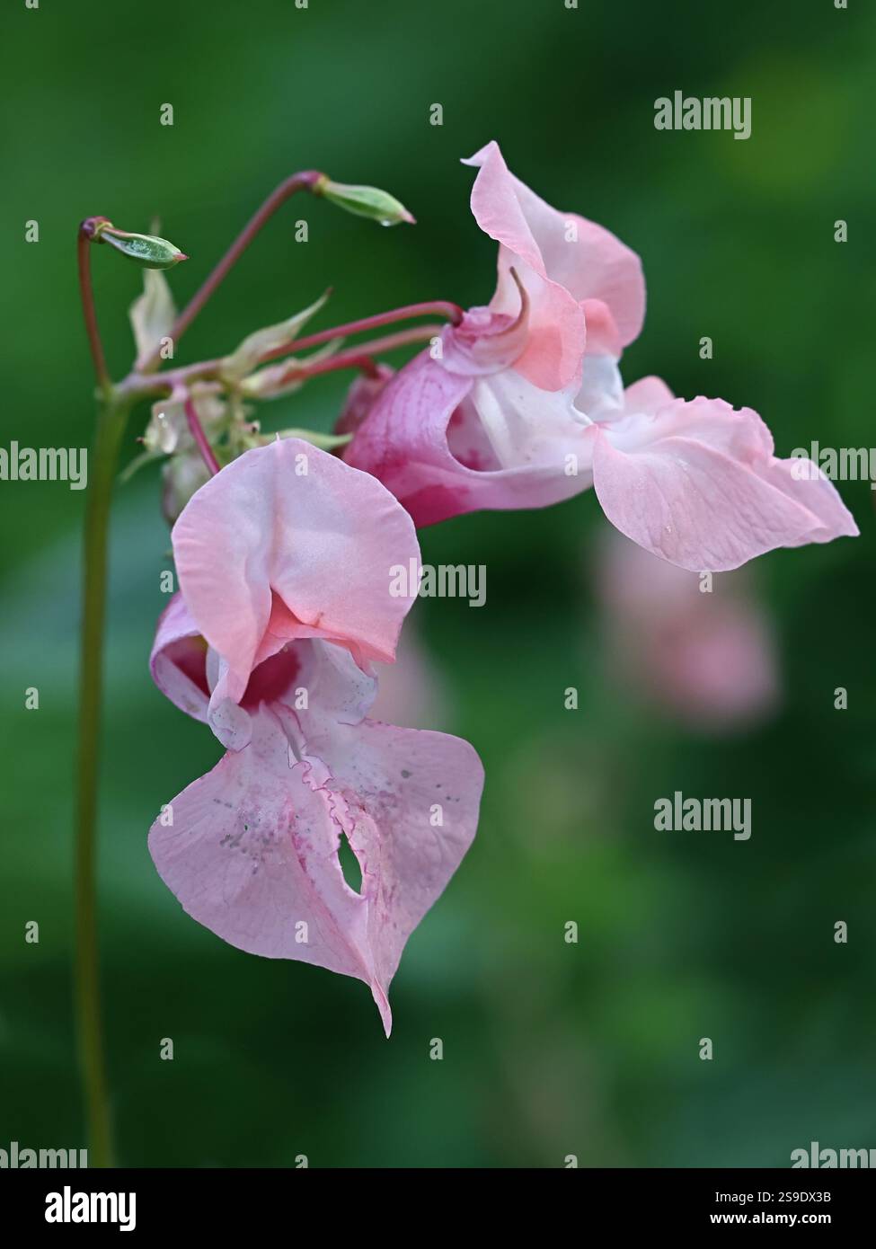 Impatiens glandulifera, commonly known as Himalayan Balsam, invasive ...