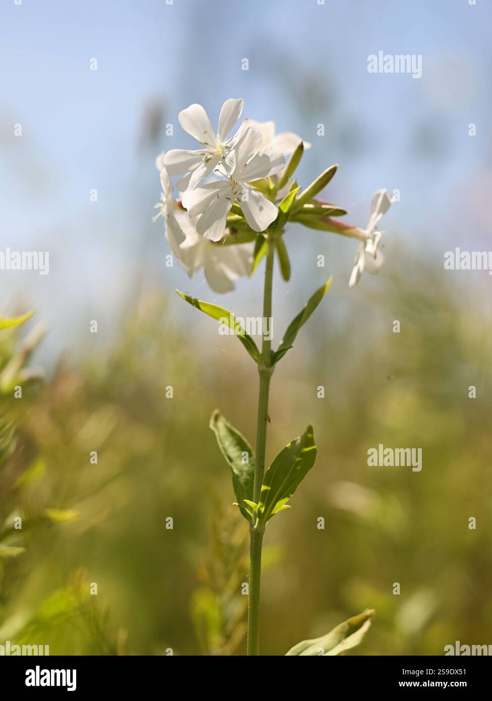 Saponaria officinalis, commonly known as soapwort, crow soap, wild ...