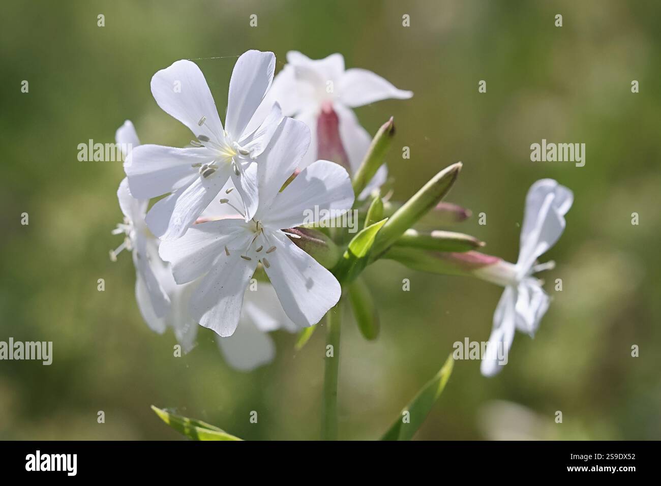 Saponaria officinalis, commonly known as soapwort, crow soap, wild ...