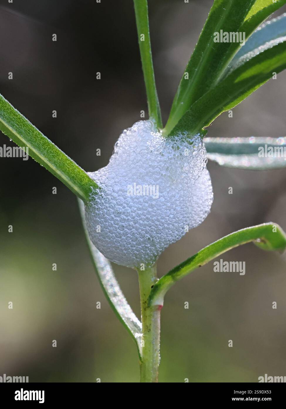 Philaenus spumarius, the meadow froghopper or meadow spittlebug, larva ...