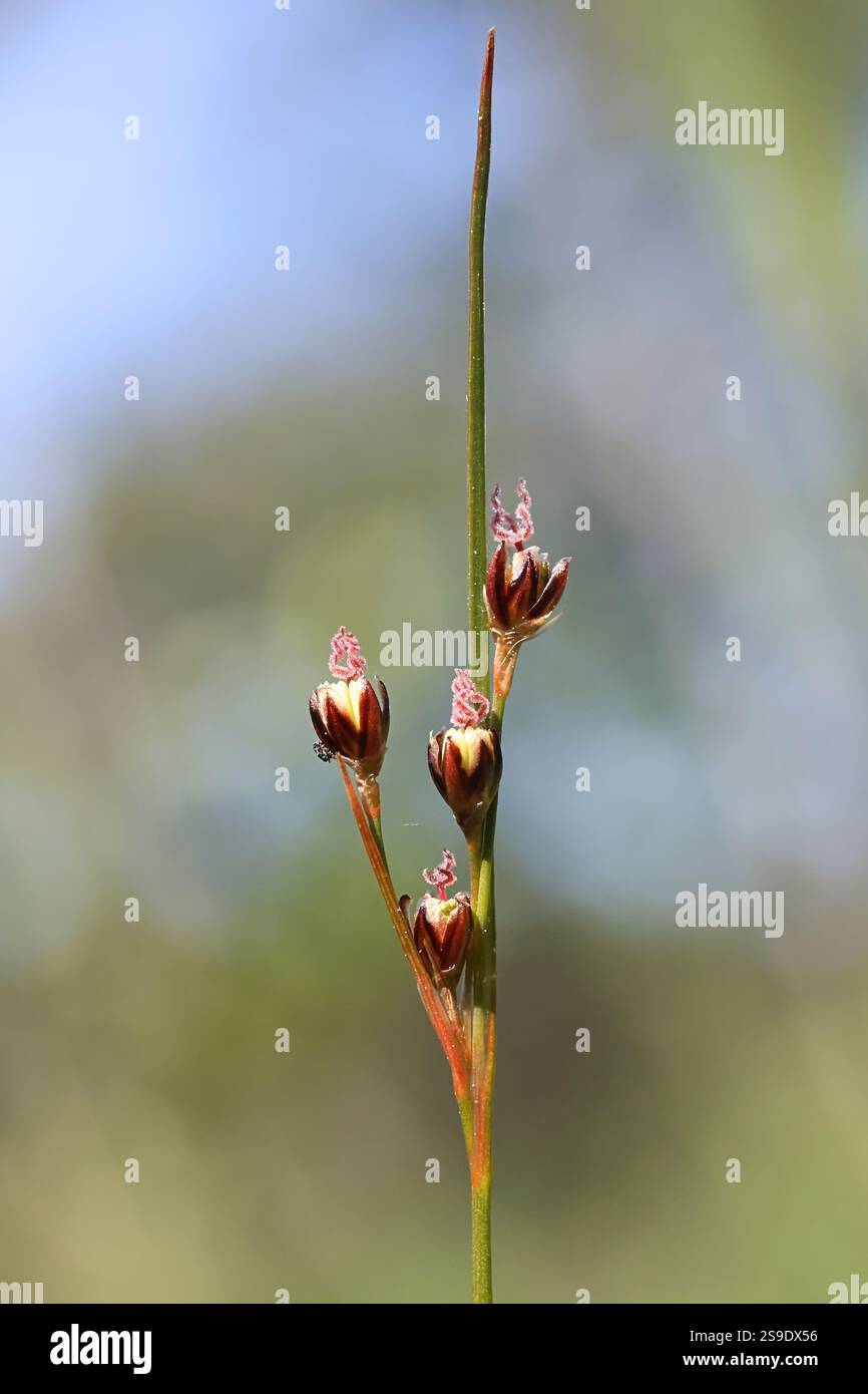 Juncus compressus, commonlöy known as Round-fruited rush, wild plant ...