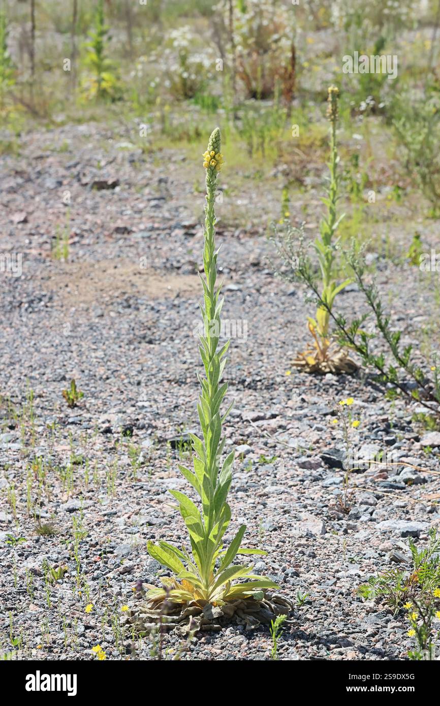 Verbascum thapsus, commonly known as Great Mullein, Aaron’s rod or ...