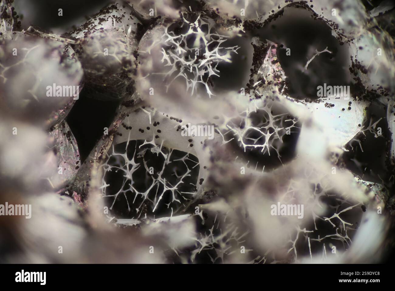 Lime nodes hi-res stock photography and images - Alamy