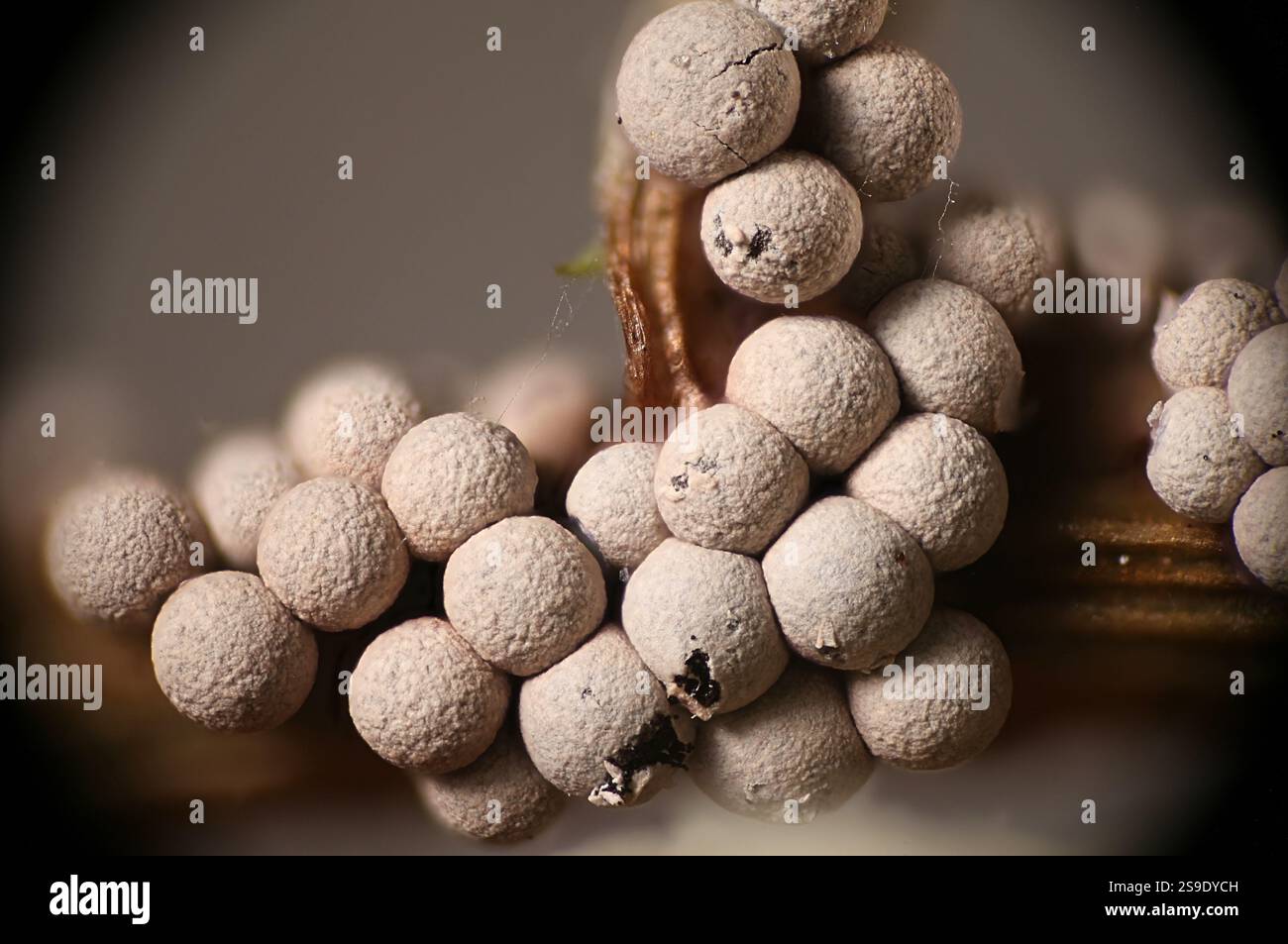 Badhamia lilacina, slime mold from Finland, no common English name ...