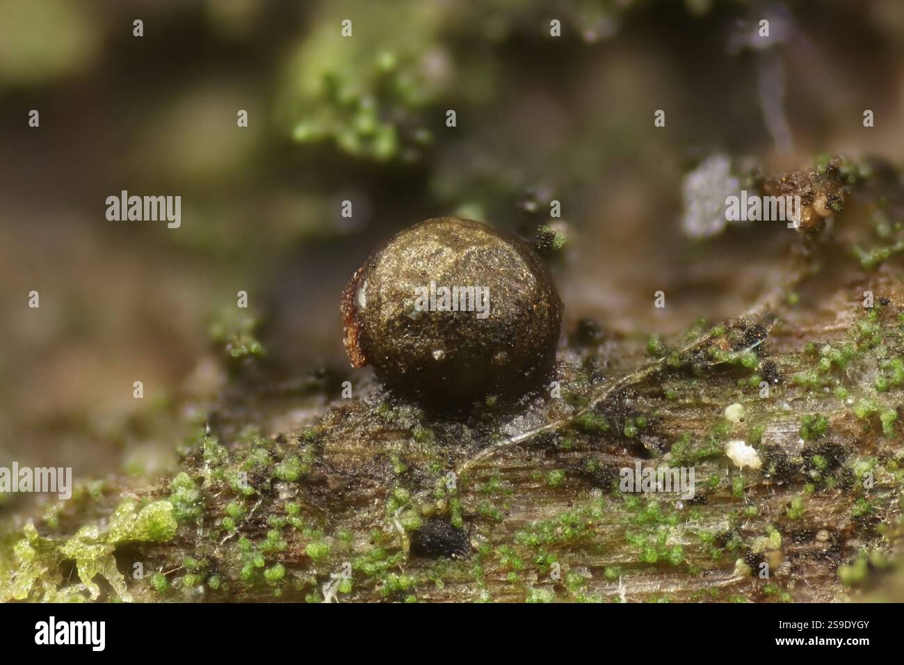 Colloderma robustum, commonly known as eyeball slime mold, microscope ...
