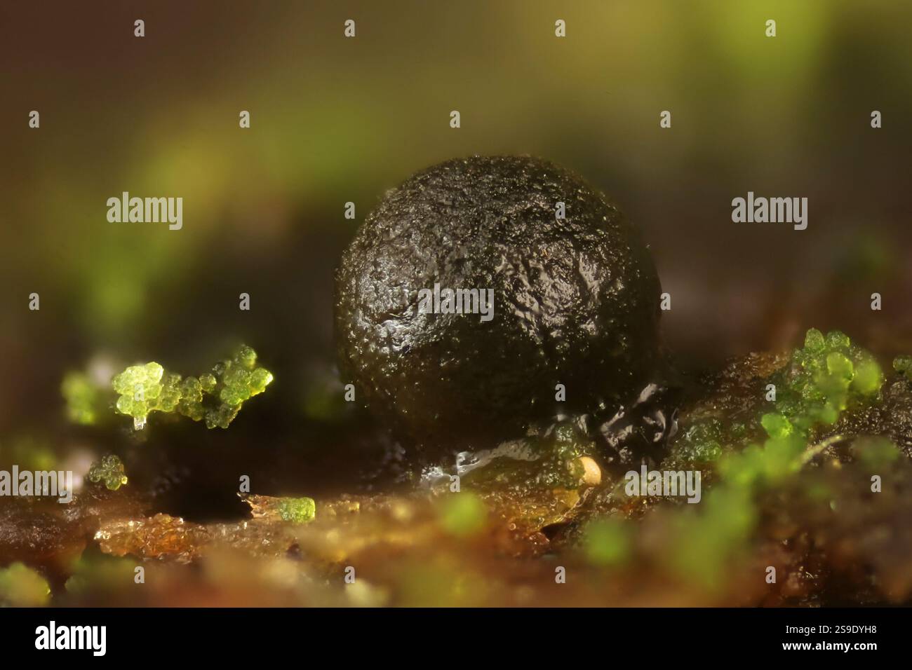Colloderma robustum, slime mold from Finland, microscope image of ...