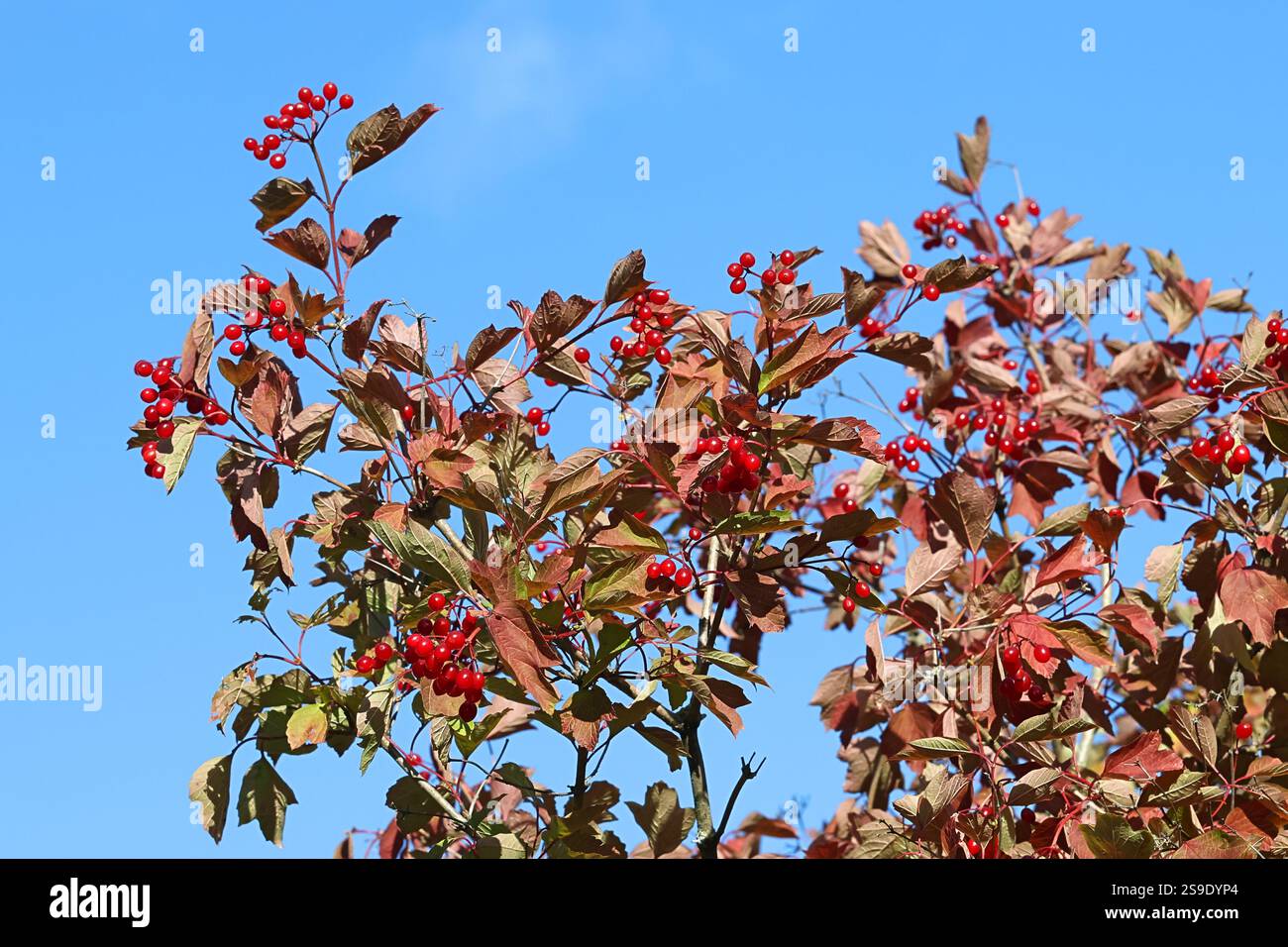 Red berries of guelder rose, Viburnum opulus, commonly also known as ...
