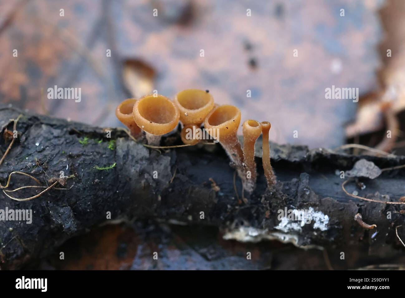 Poculum hi-res stock photography and images - Alamy