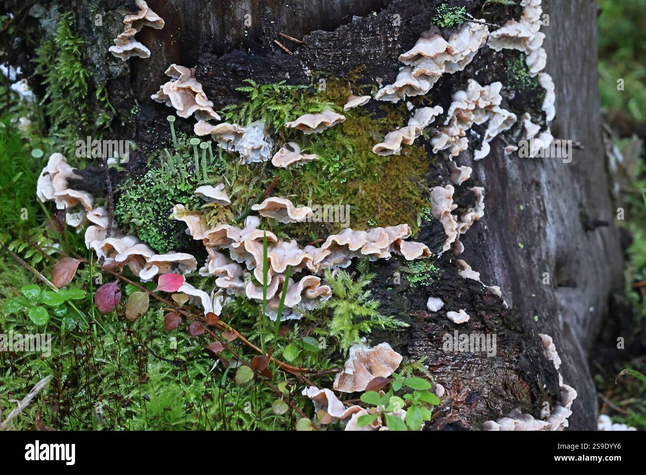 Skeletocutis amorpha, commonly known as rusty crust fungus, wild ...