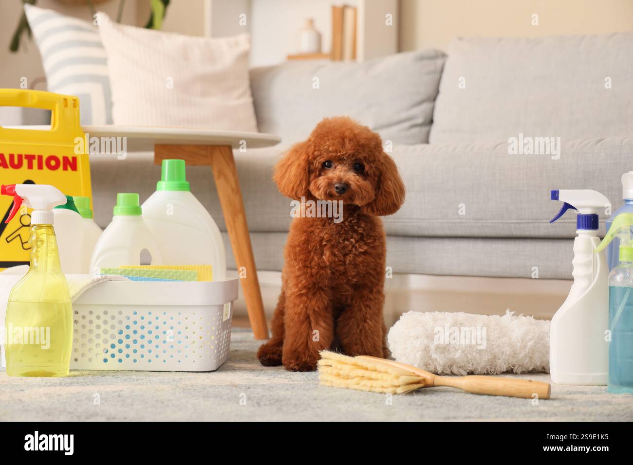 Cute Toy Poodle with cleaning supplies on carpet at home Stock Photo ...
