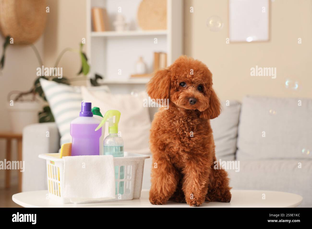 Cute Toy Poodle with cleaning supplies on table at home Stock Photo - Alamy