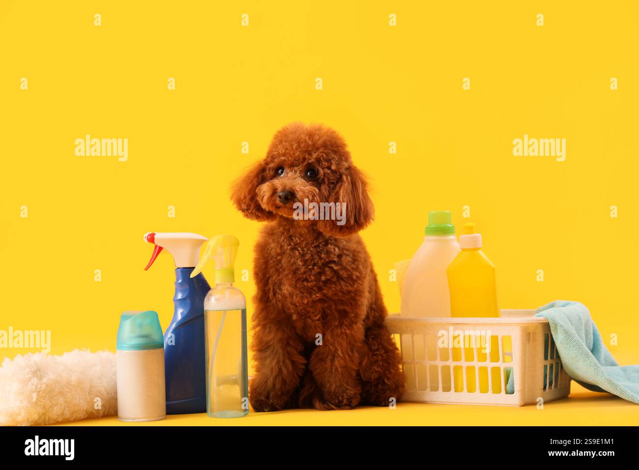 Cute Toy Poodle with cleaning supplies on yellow background Stock Photo ...