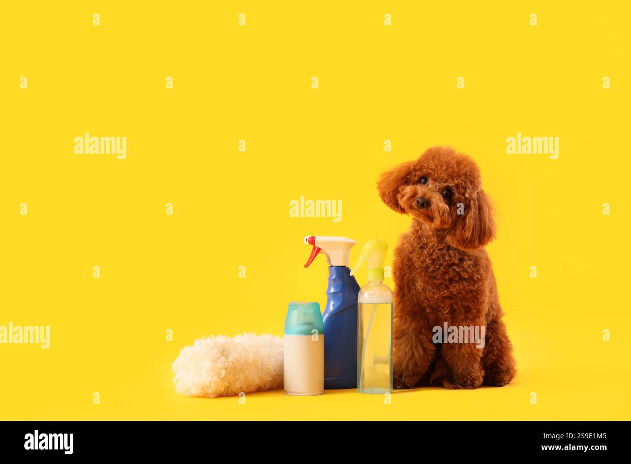 Cute Toy Poodle with cleaning supplies on yellow background Stock Photo ...