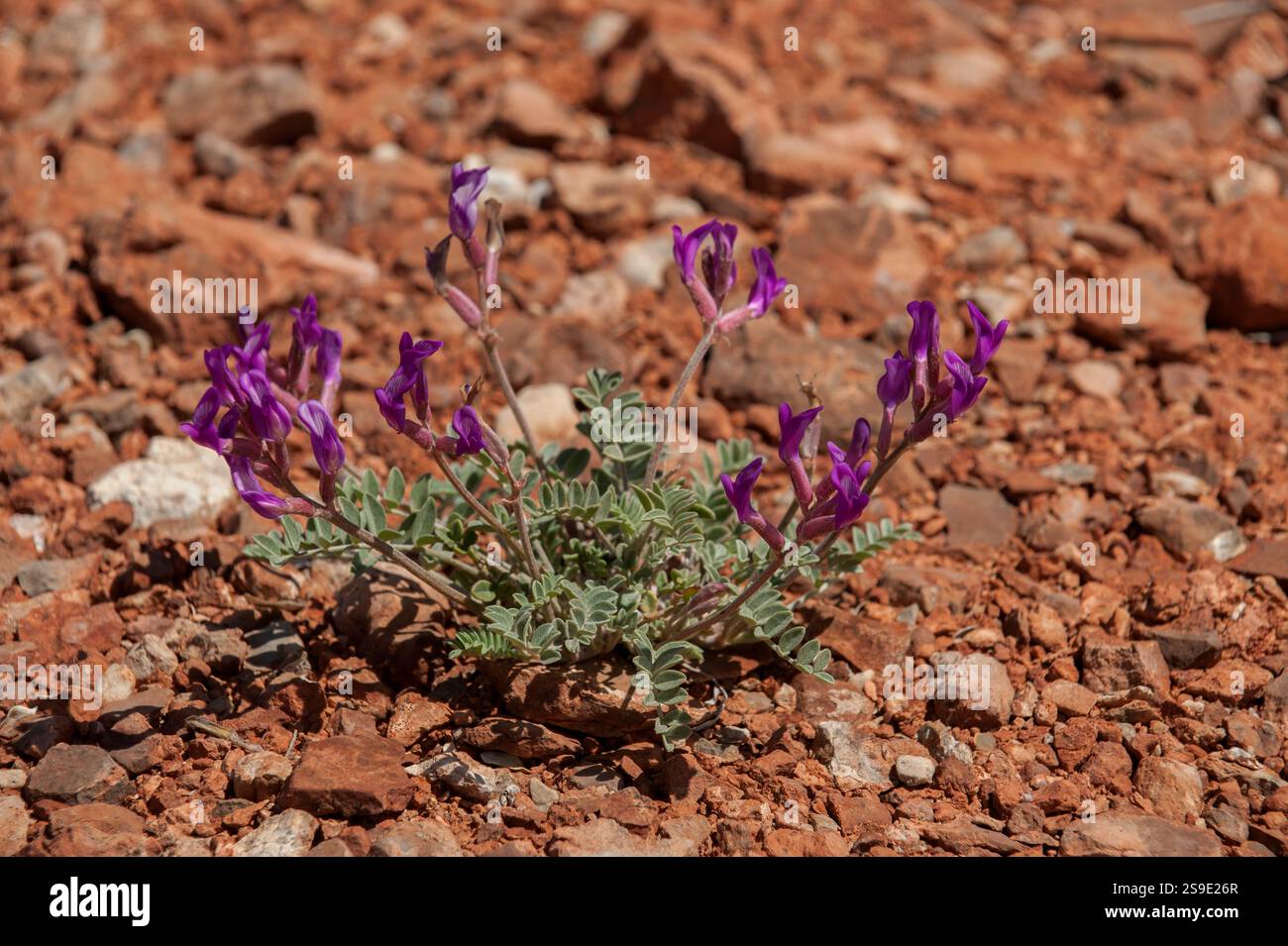 Purple locoweed, probably Astragalus mollissimus aka wooly milkvetch ...